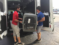 Drive My Pet Auto Dog Transport | PetTravelTransport.com